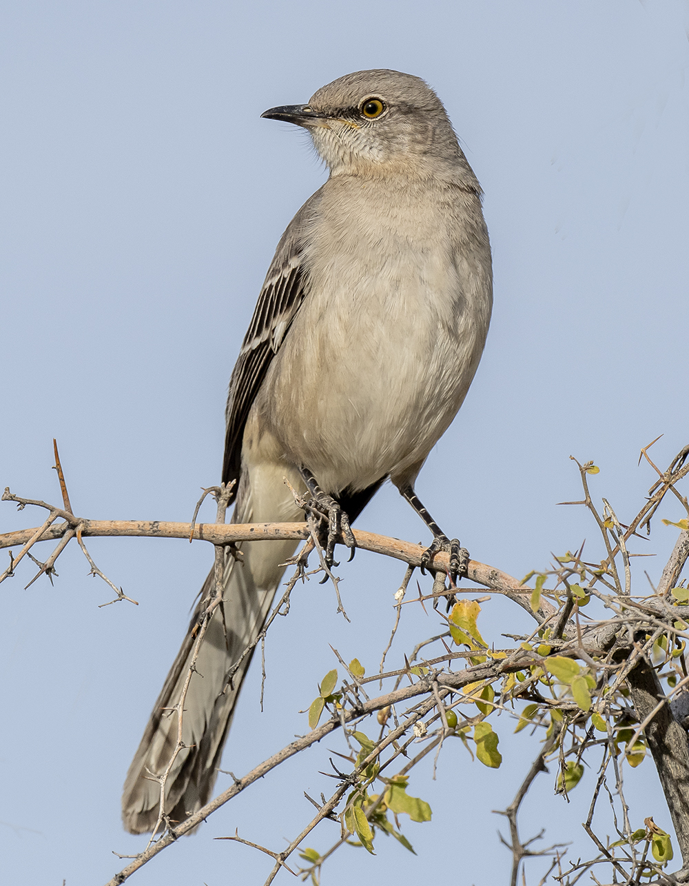 Northern Mockingbird (Mimus polyglottos)