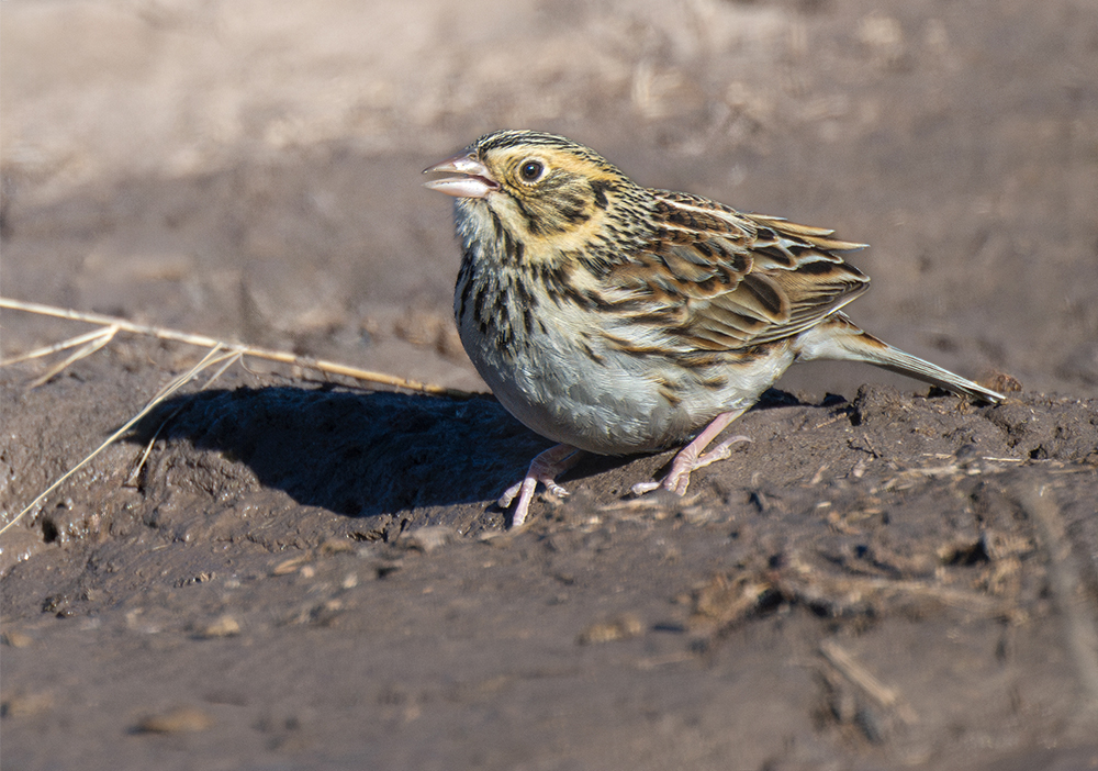 Baird’s Sparrow (Centronyx bairdii)