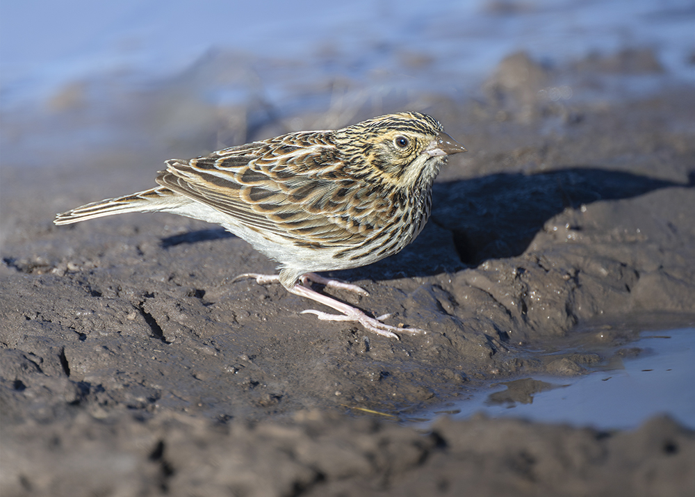 Baird’s Sparrow (Centronyx bairdii)