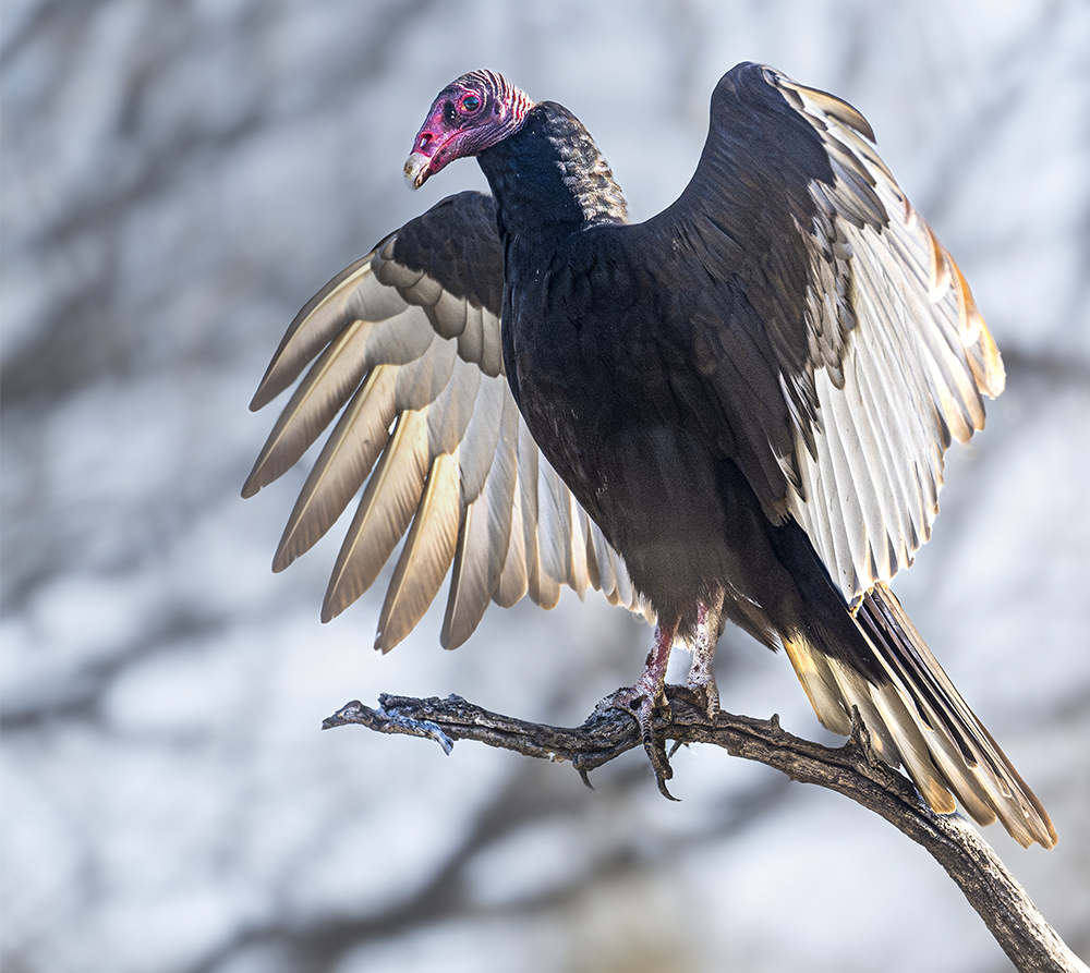 Turkey Vulture (Cathartes aura)